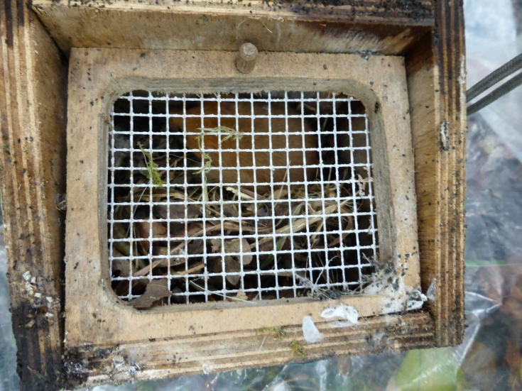 Dormouse designer des res | Wildlife Trust for Beds Cambs & Northants