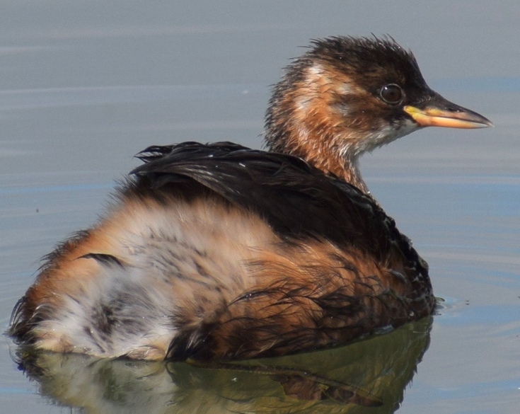 The last few butterflies and dragonflies of summer - Harry's Hog Blog ...