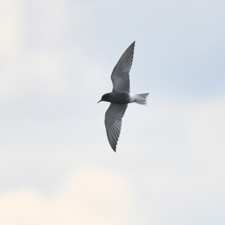 A spring awakening for wildlife on our reserves | Wildlife Trust for ...