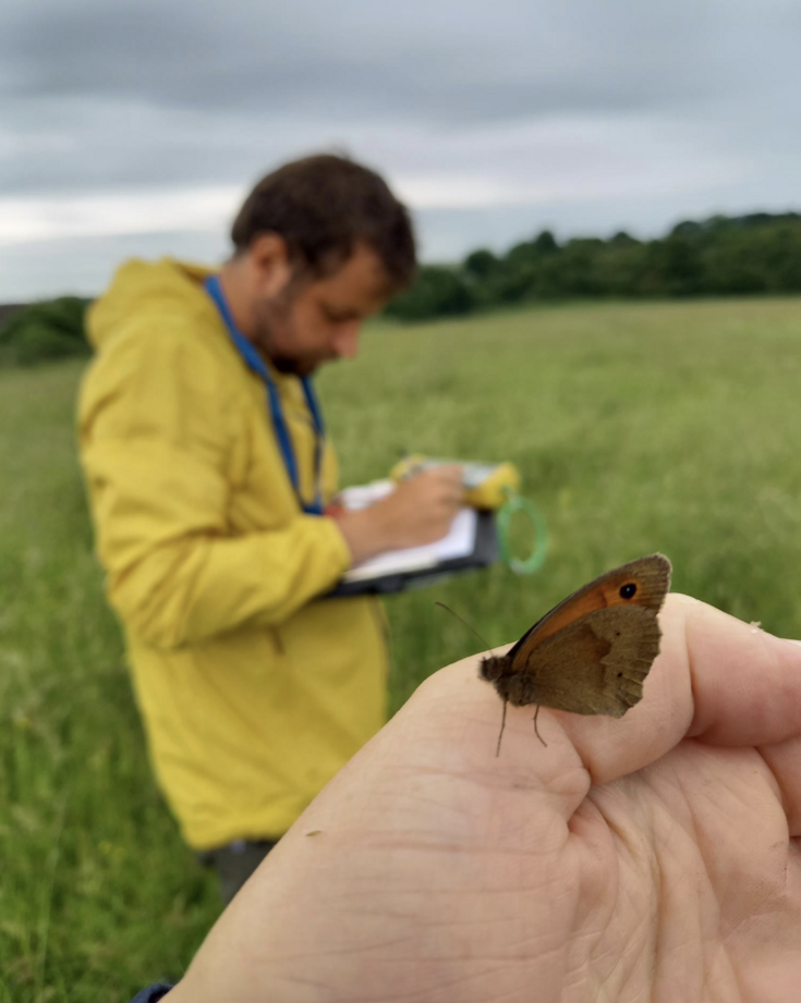 Banking on Butterflies | Wildlife Trust for Beds Cambs & Northants