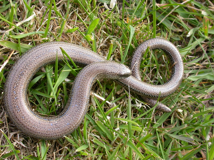 Identify UK snakes | Wildlife Trust for Beds Cambs & Northants