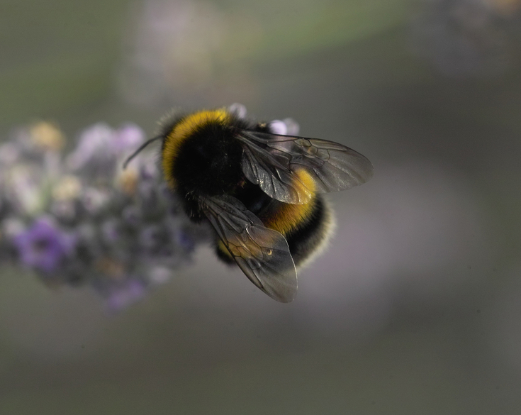 How to identify bumblebees | Wildlife Trust for Beds Cambs & Northants