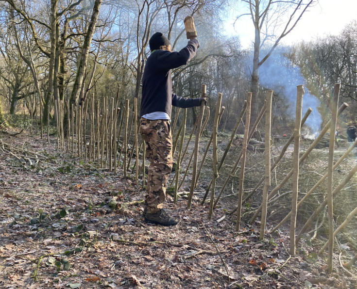 Hedgelaying at High Wood | Wildlife Trust for Beds Cambs & Northants