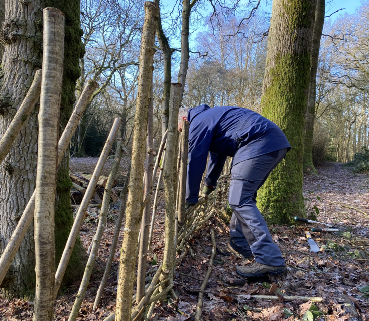 Hedgelaying at High Wood | Wildlife Trust for Beds Cambs & Northants