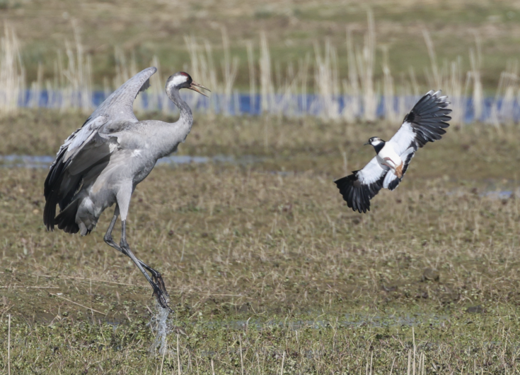 Special visitors at Summer Leys | Wildlife Trust for Beds Cambs & Northants