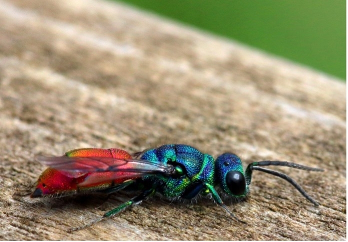 How to get into Macro Photography | Wildlife Trust for Beds Cambs ...