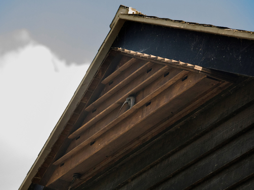 Swift box webcam | Wildlife Trust for Beds Cambs & Northants