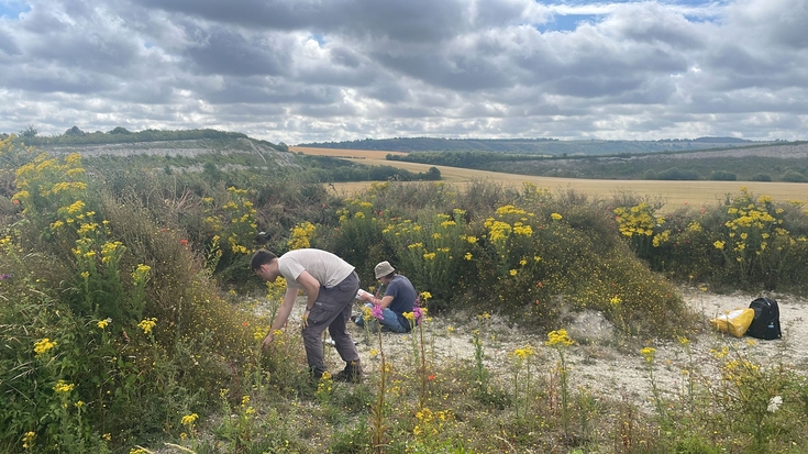 Butterfly Banks springing to life | Wildlife Trust for Beds Cambs ...