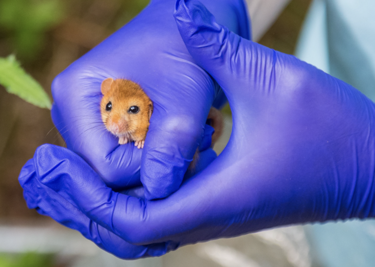 Dormouse reintroduction in Brampton Wood - celebrating a 30 year ...