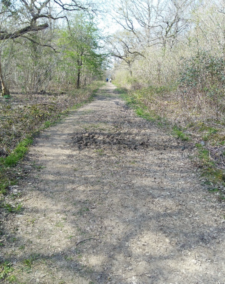 Reprofiling woodland rides | Wildlife Trust for Beds Cambs & Northants