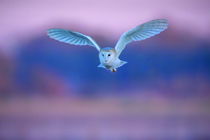Announcing the 2024 Photography Competition winners! | Wildlife Trust ...