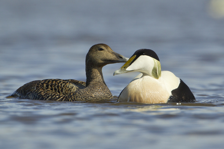Identifying diving ducks | Wildlife Trust for Beds Cambs & Northants