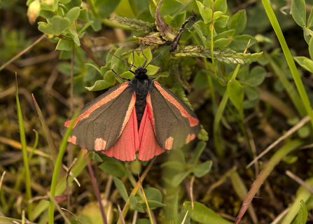Identify moths | Wildlife Trust for Beds, Cambs & Northants