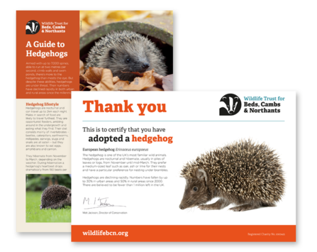 Adopt a Hedgehog | Wildlife Trust for Beds Cambs & Northants