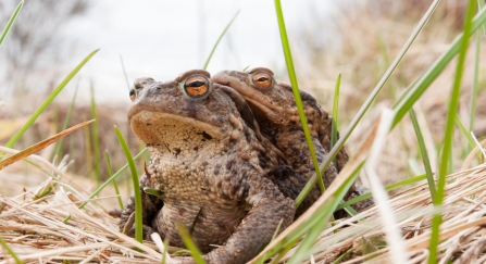 Why you should love toads (and other amphibians!) | Wildlife Trust for ...