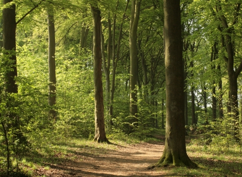 How each stage of the coppice cycle benefits wildlife | Wildlife Trust ...